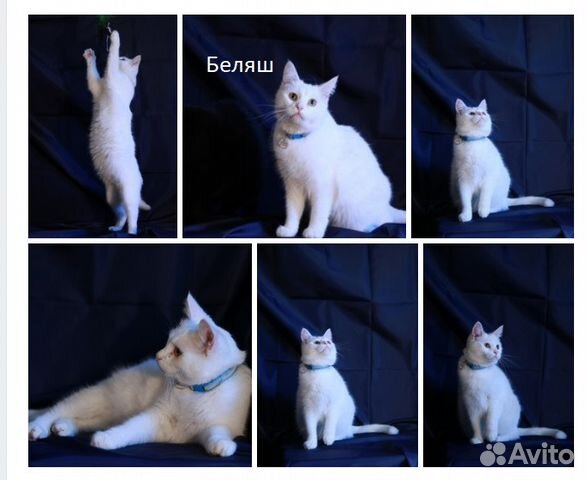 Крупный белый гладкошерстный котяра