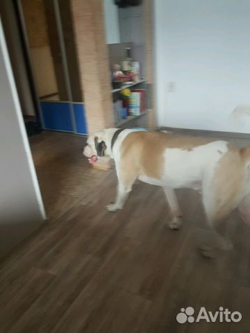 Американский дог. Бесплатно