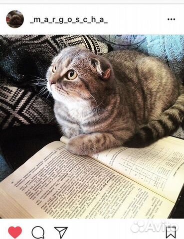 Шотландские веслоухие котята