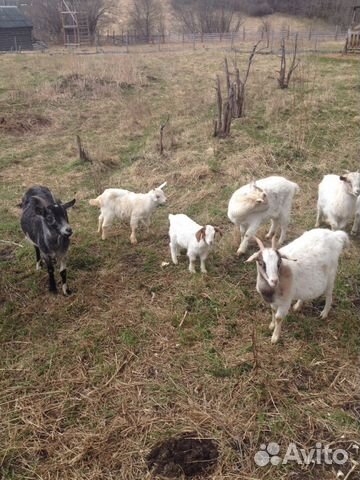 Полубурские козлики