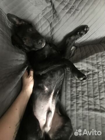 Щенок Сириус в поиске дома