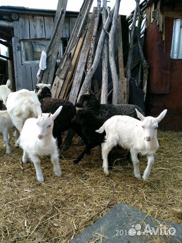 Бараны, овцы, козлята