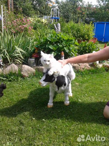 Котята Турецкая Ангорка красивые умные воспитаные