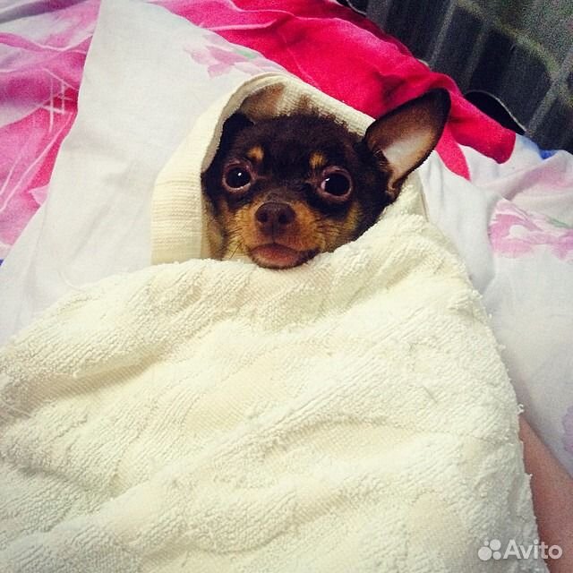 Маленькая дама ищет жениха