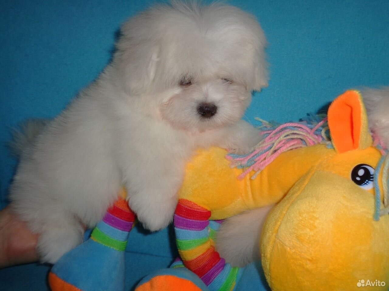 Белоснежное чудо. Мини. РКФ