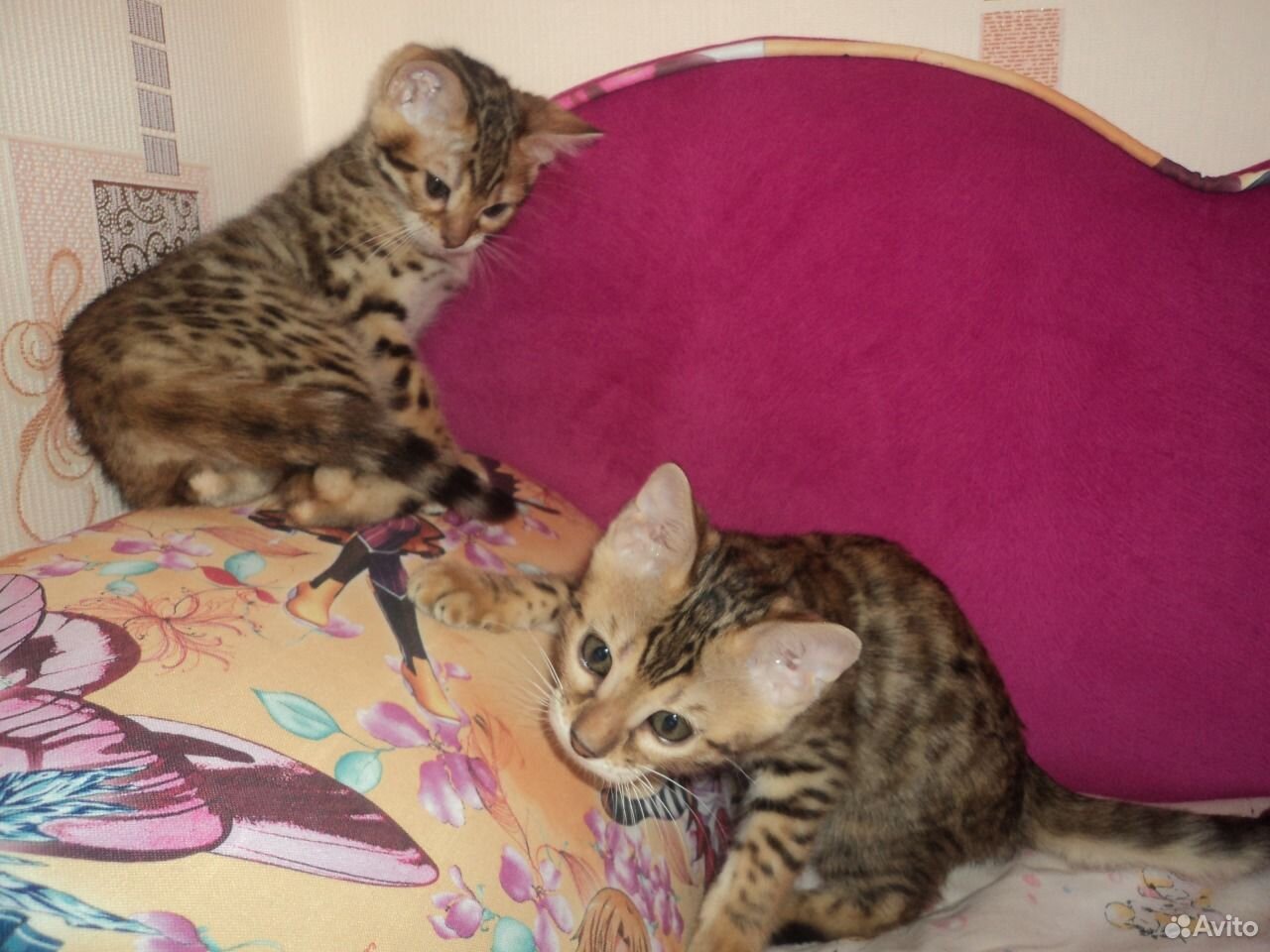 Бенгальские красавицы