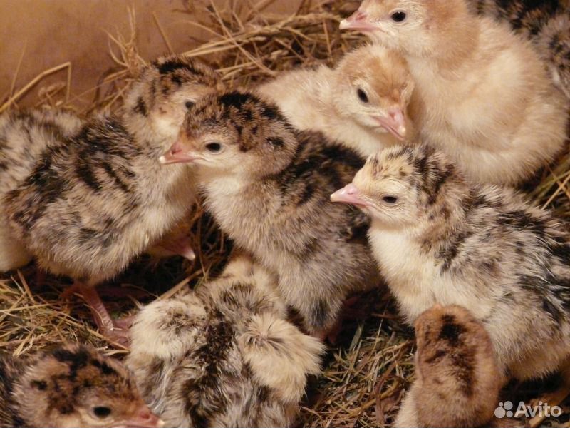 Индюшата суточные и старше