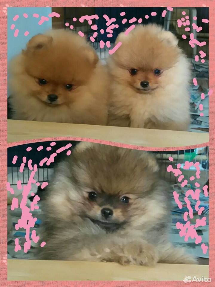 Померанский шпиц