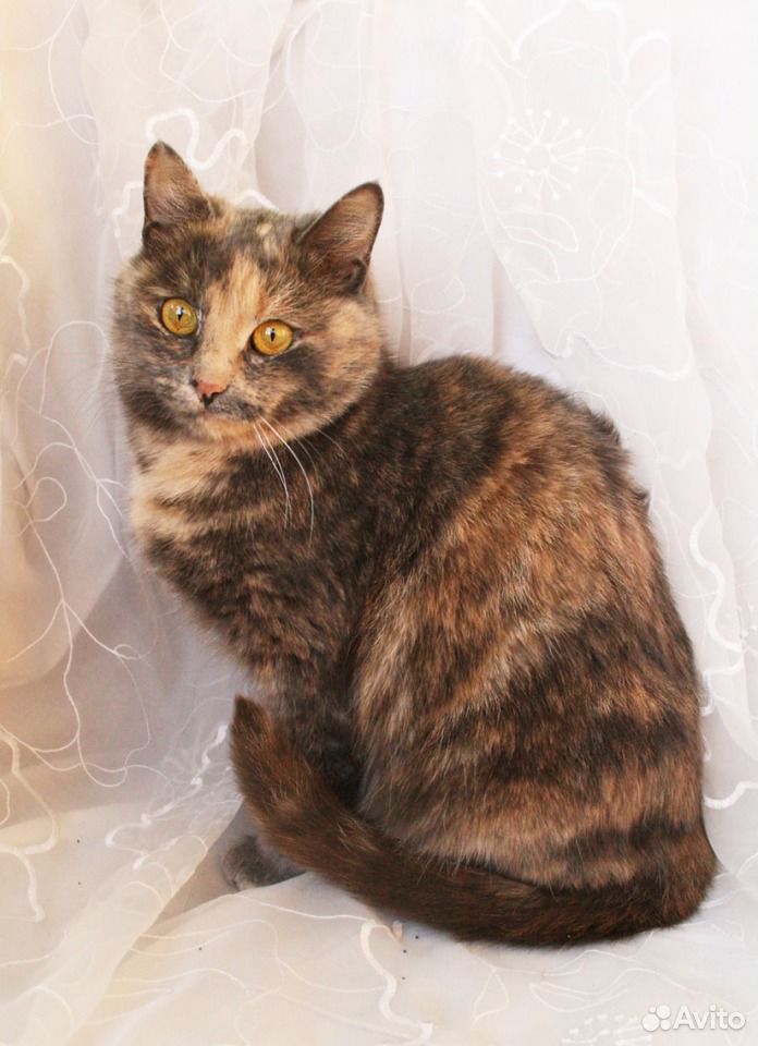 Ласковая британка ищет семью