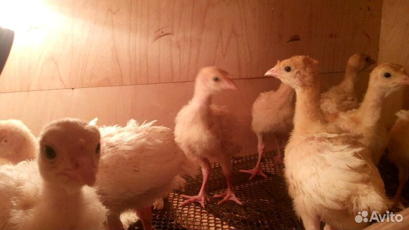 Индюшата Хайбрид Конвертер, Биг6, Бронза 708