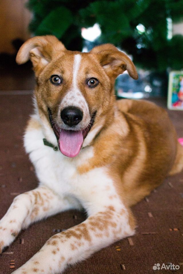 Пес по кличке Ронни ищет дом