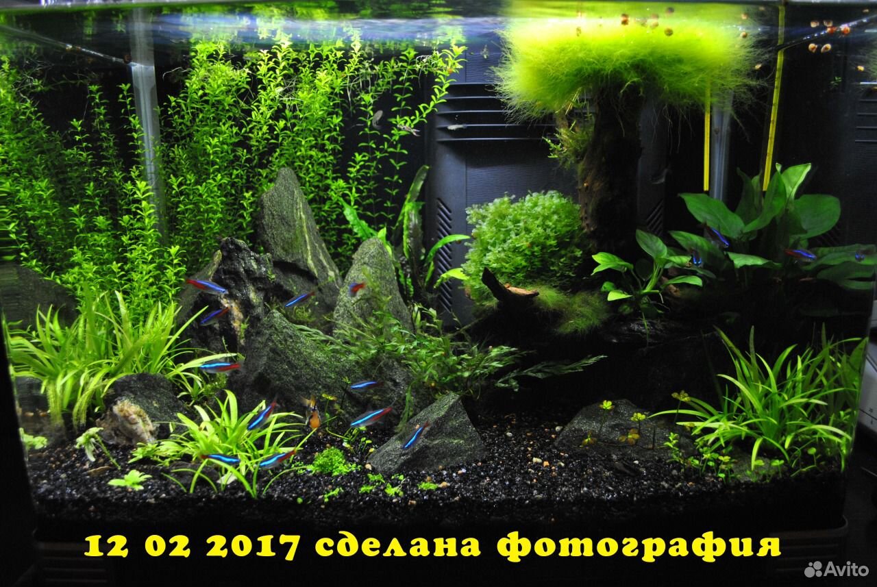 Аквариум-наноаквариум. Отличный подарок