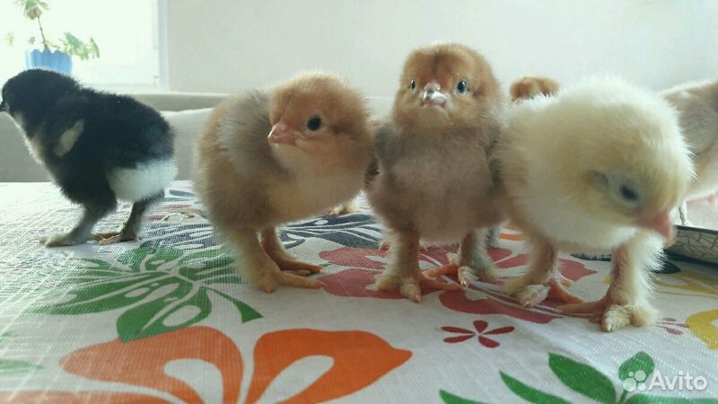 Цыплята породы Брама. Вылуп 26 апреля, 9 мая