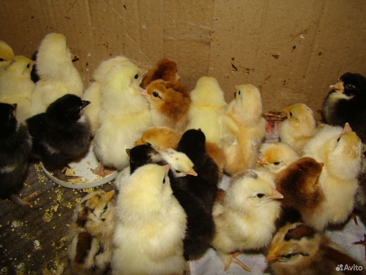 Крепкие цыплята