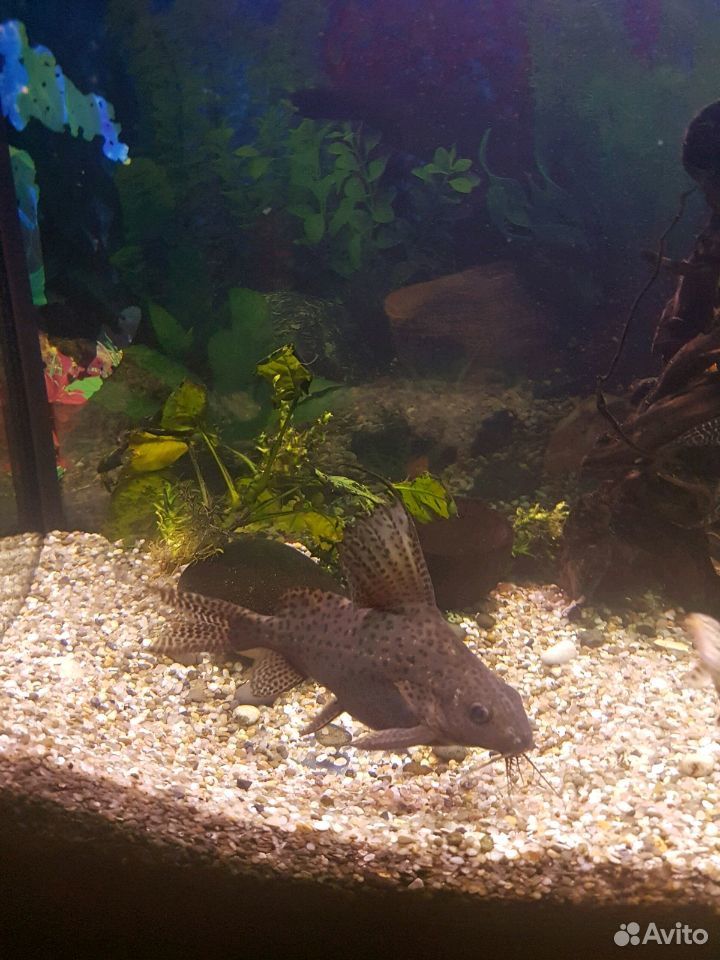 Синодонтис эуптерус (сом перевертыш, флаговый)