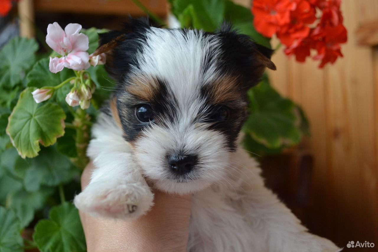 Красивый мальчик бивер