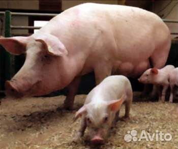 Поросята Ландрасы