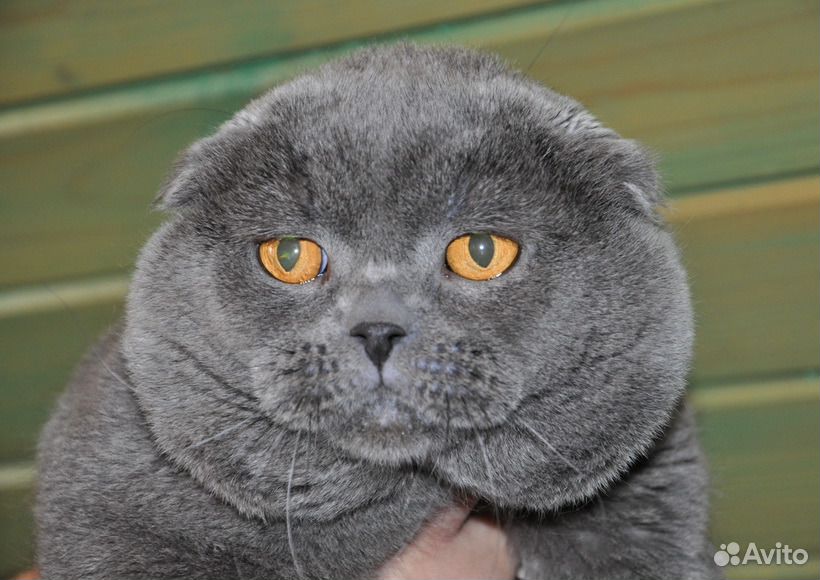 Вислоухий жених - возможна вязка за котёнка