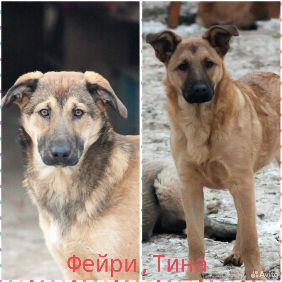 Тина и Фейри