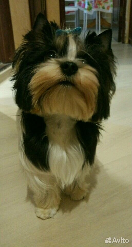 Кобель Бивер Йорка для вязок