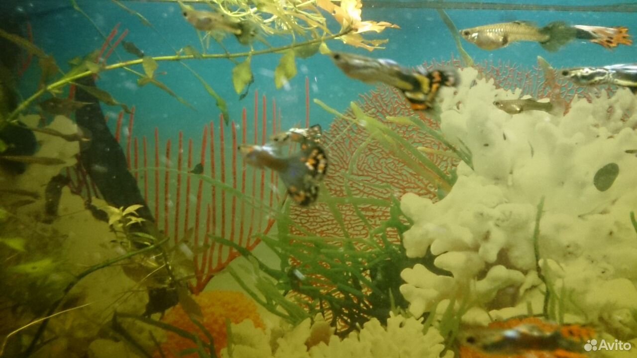 Вуалехвостные гуппи