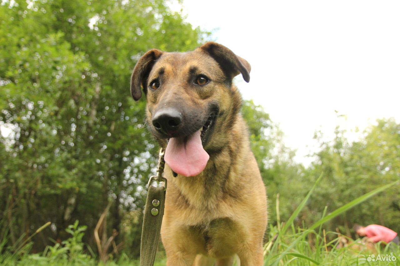 Наташа ищет дом