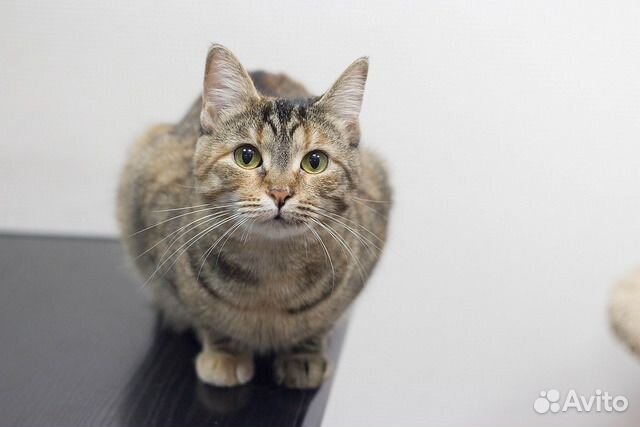 Кошечка - шпротик в добрые руки, 11 мес