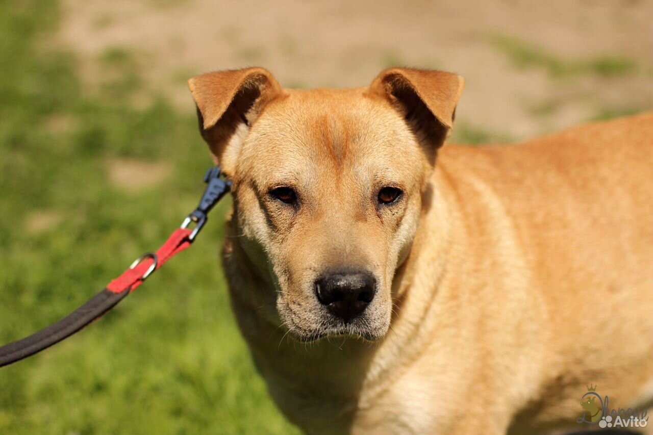 Матрешка-верный друг на долгие годы