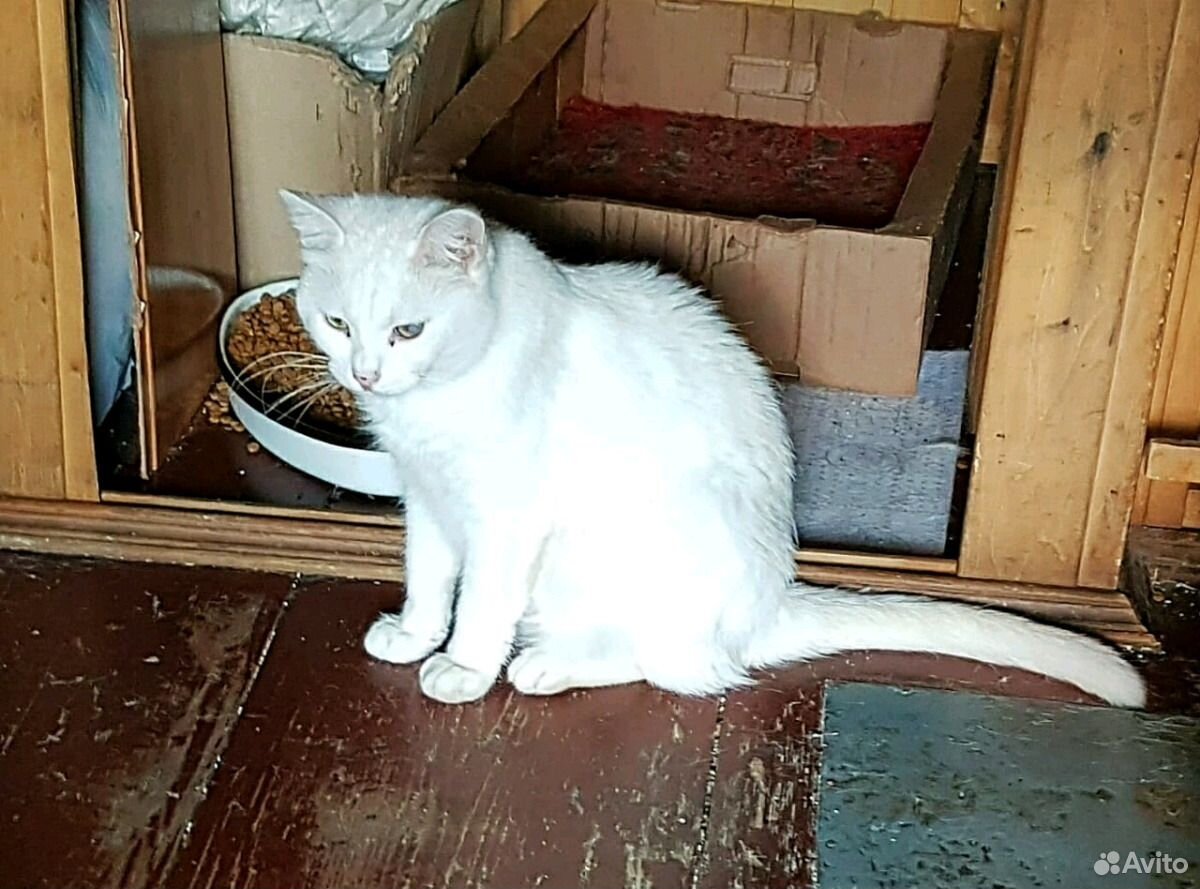 Кошечка надеется на чудо