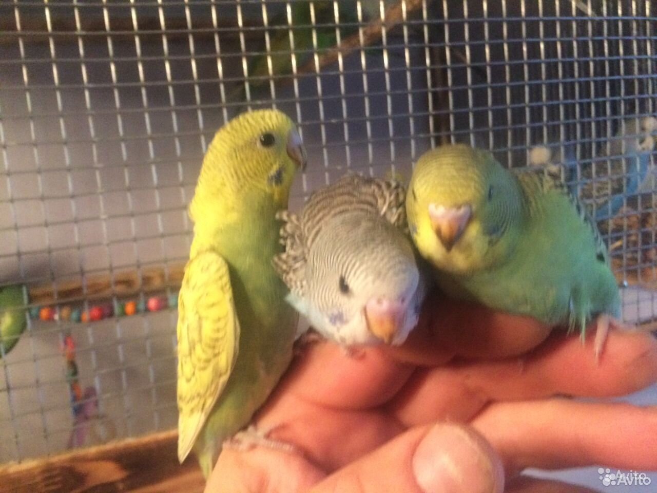 Волнистые попугайчики- черноклювики