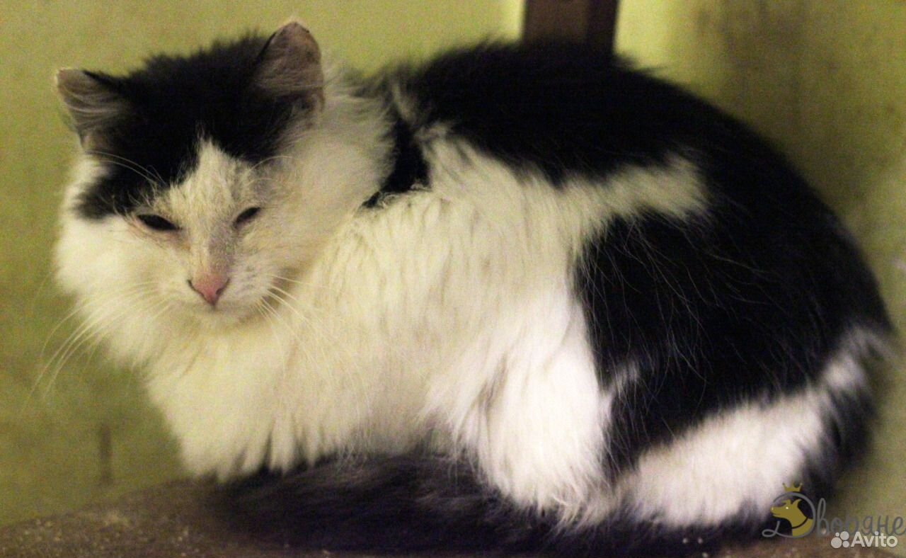 Кошечка Федора