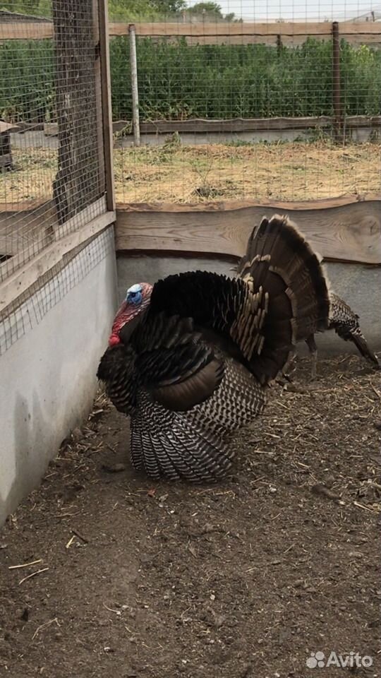 Индейка Дикая Американская