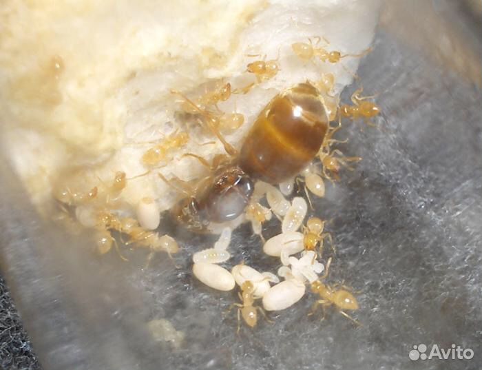 Матка lasius flavus