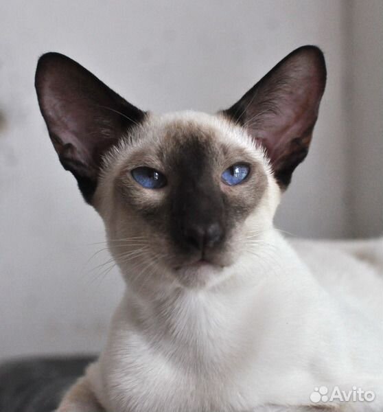 Сиамский котик, шоколад поинт