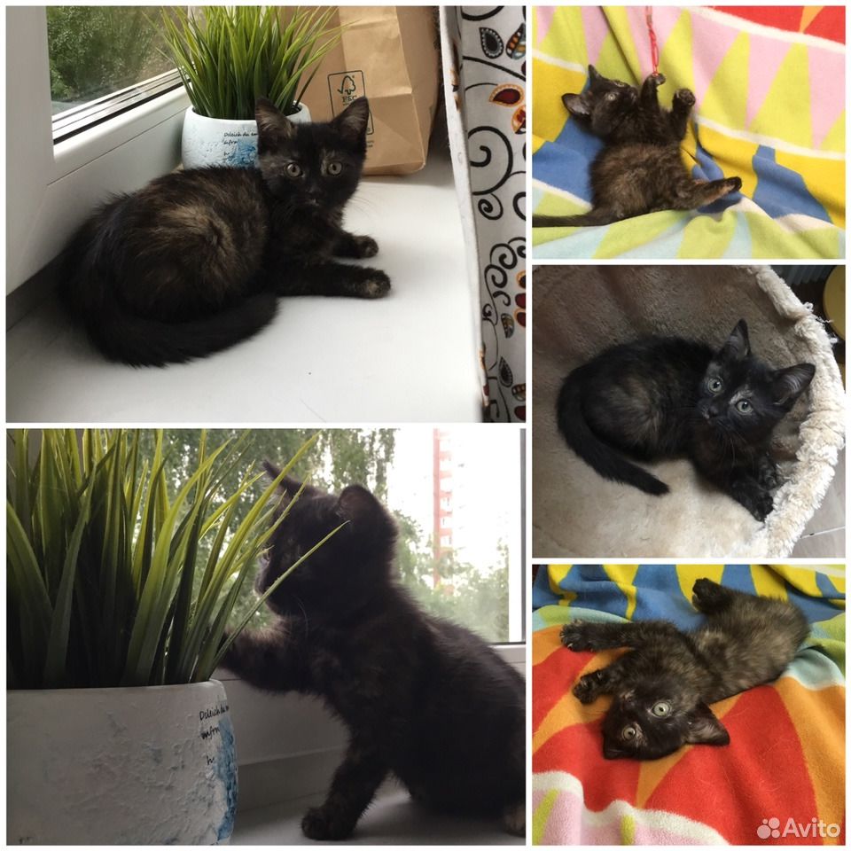 Котёнок Юся 3 месяца