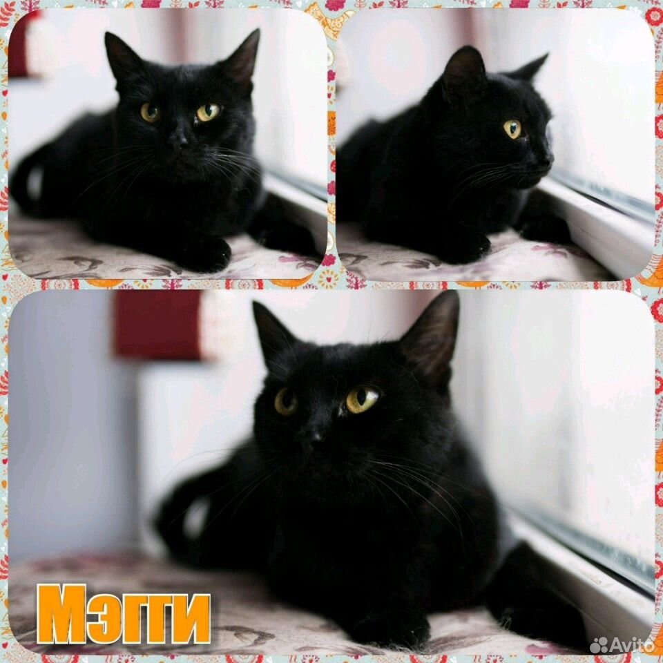 Кошка в добрые руки