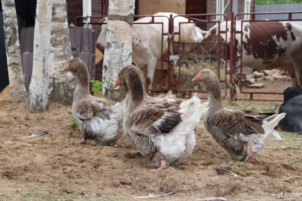 Тулузский гусь