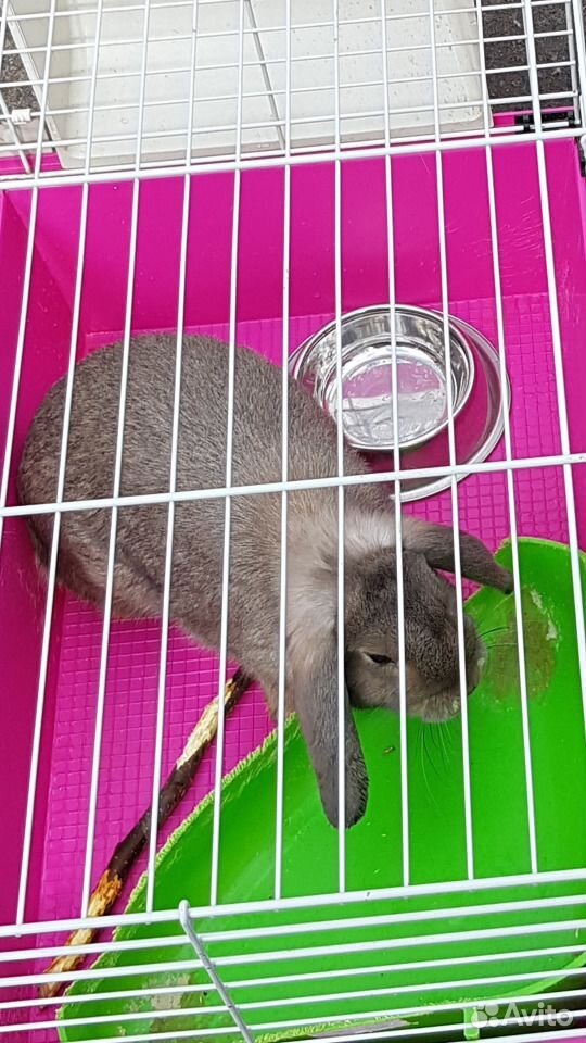 Вислоухий кролик