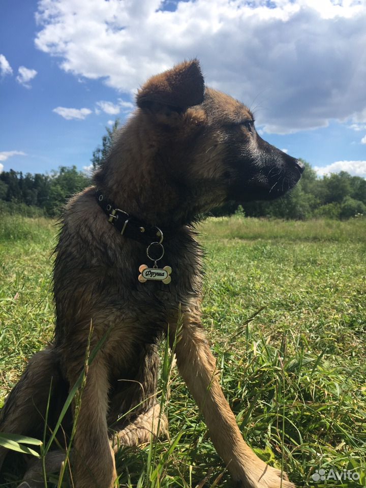 Метис овчарки малинуа