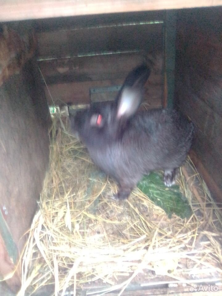 Продам кроликов