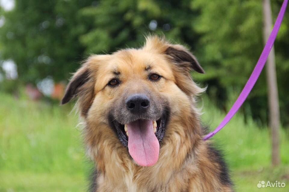 Мальчик Гаврюша в дар