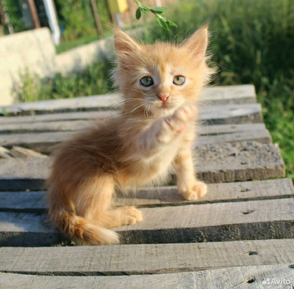 Котенок рыжий микро-лев Мурзик, 1 мес