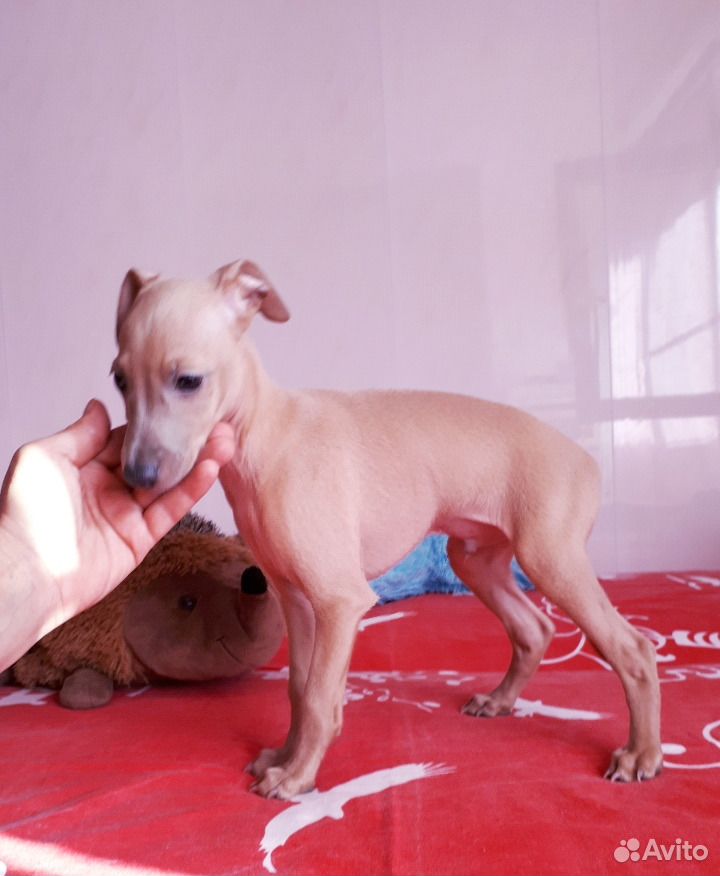 Мальчик левретки