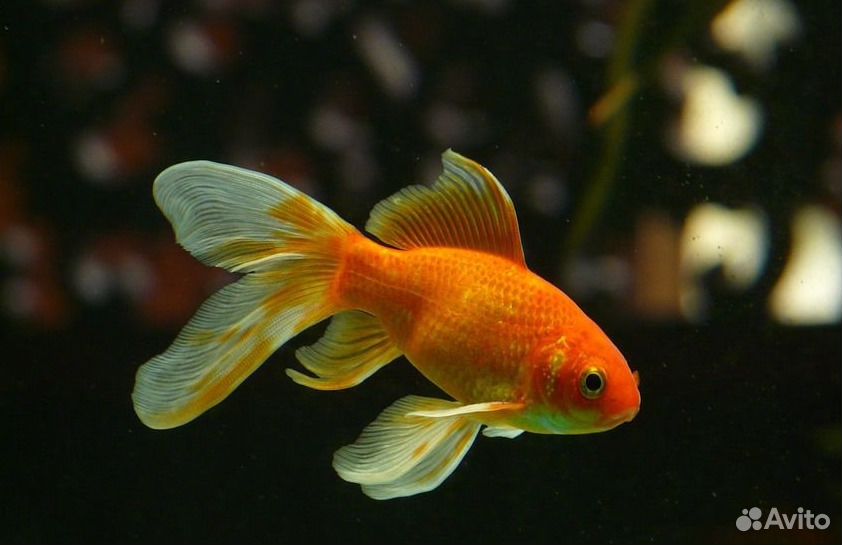 Карась красный. Мальки и взрослые