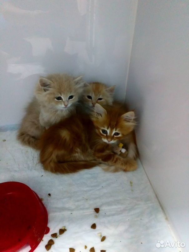 Продам персидских котят