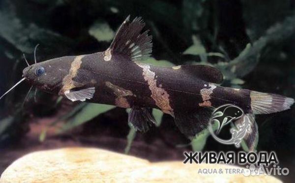 Сом, косатка сиамская