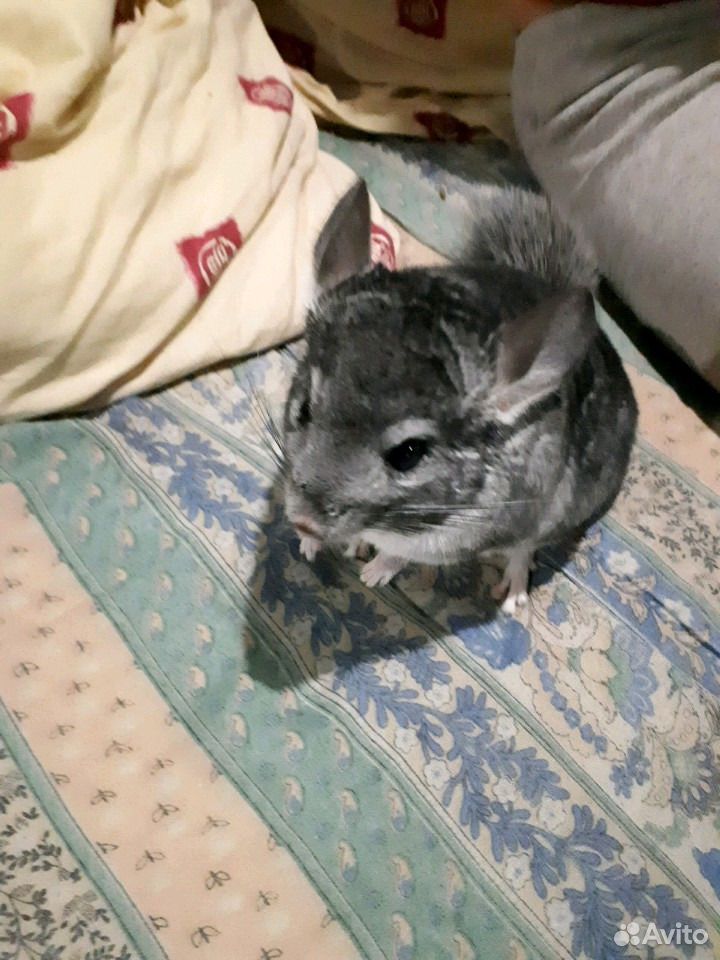 Шиншилла