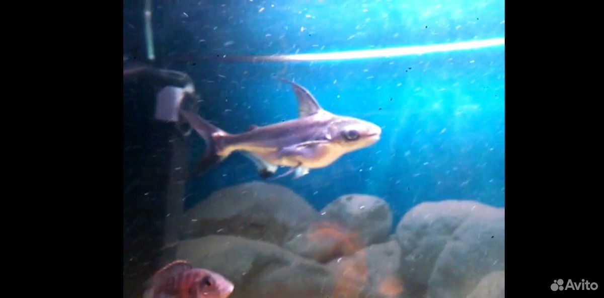 Рыба акулий сом (пангасиус)