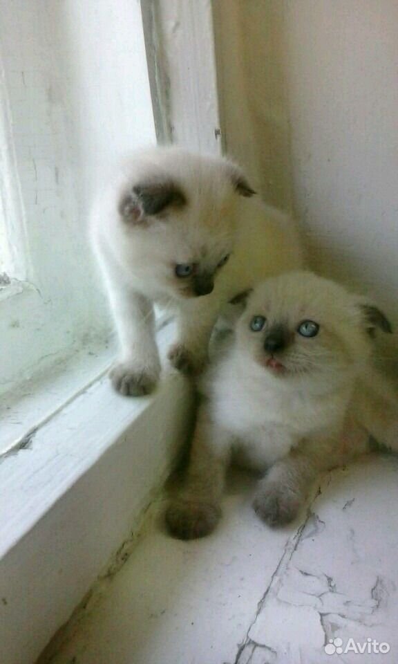 Котята шотландские