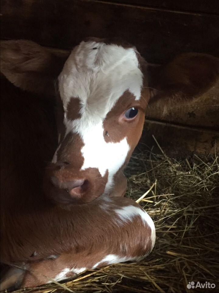 Ч/П айрширский бычок